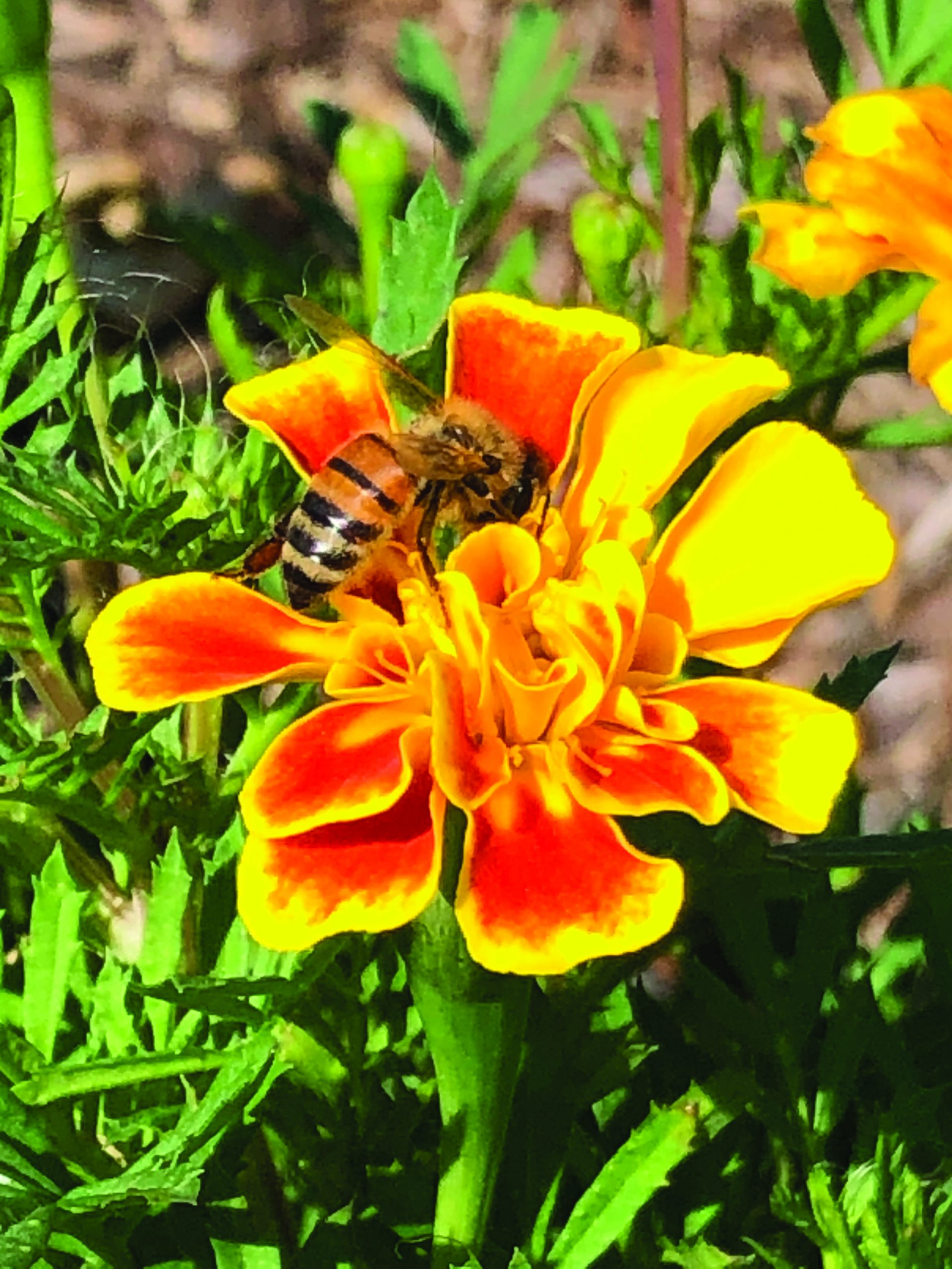 Wings, petals, and more - Gazette Journal