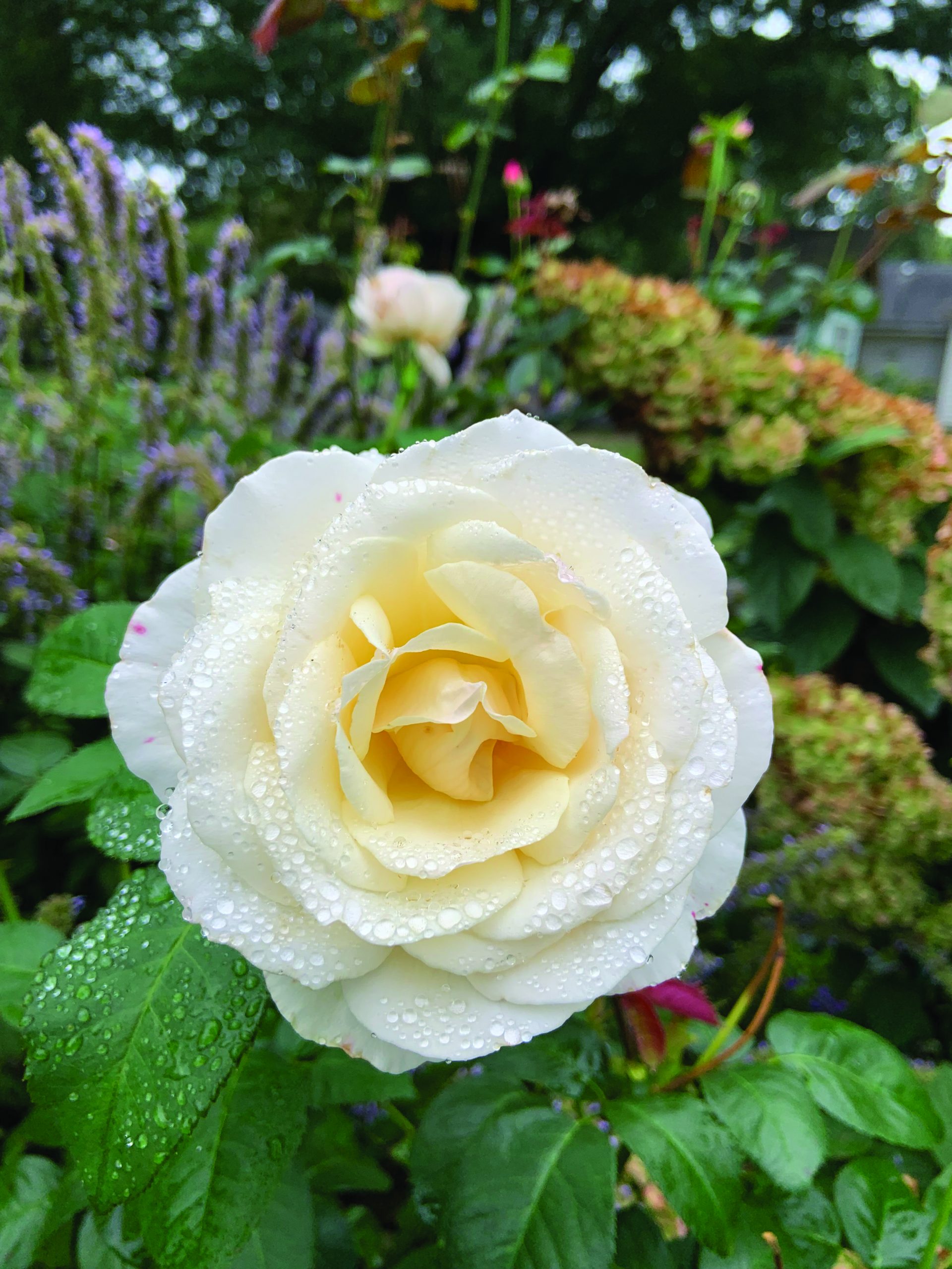 Wings, petals, and more - Gazette Journal