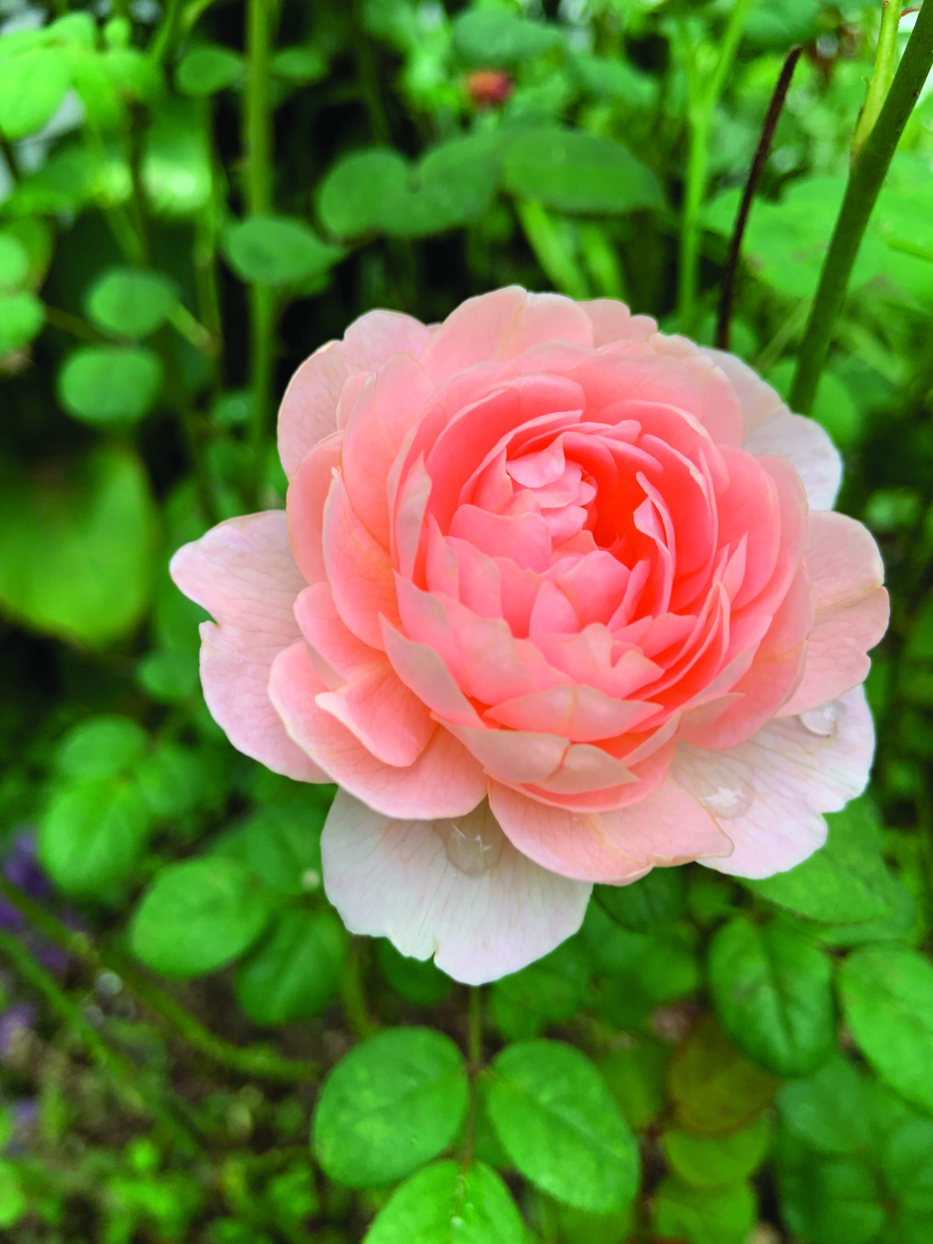 Wings, petals, and more - Gazette Journal