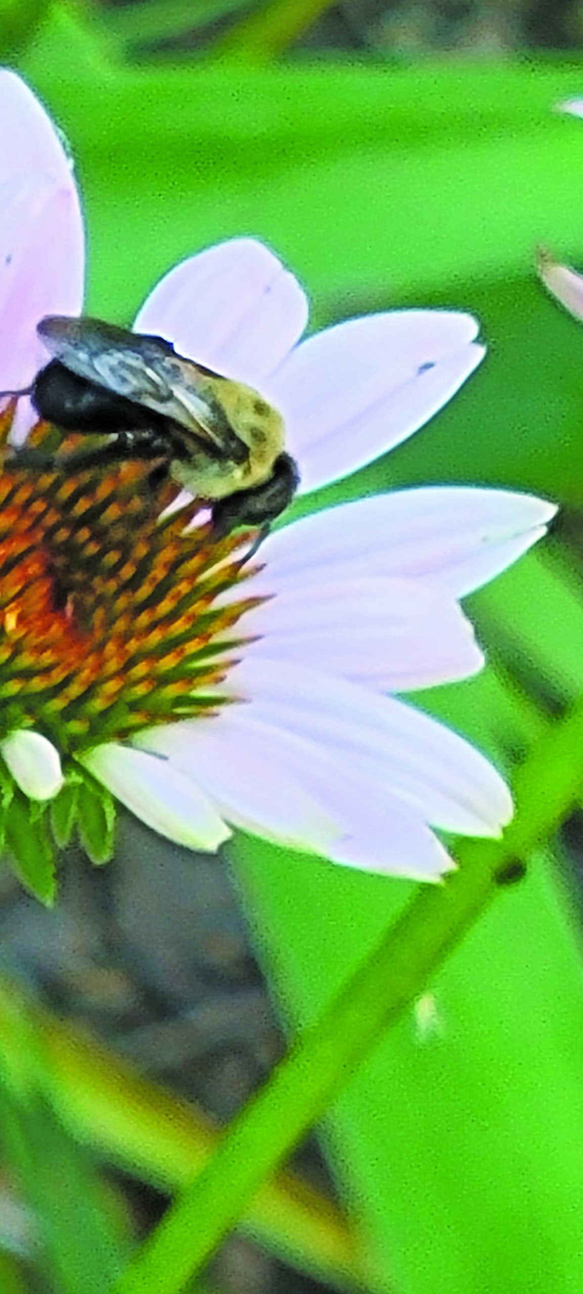 Wings, petals, and more - Gazette Journal