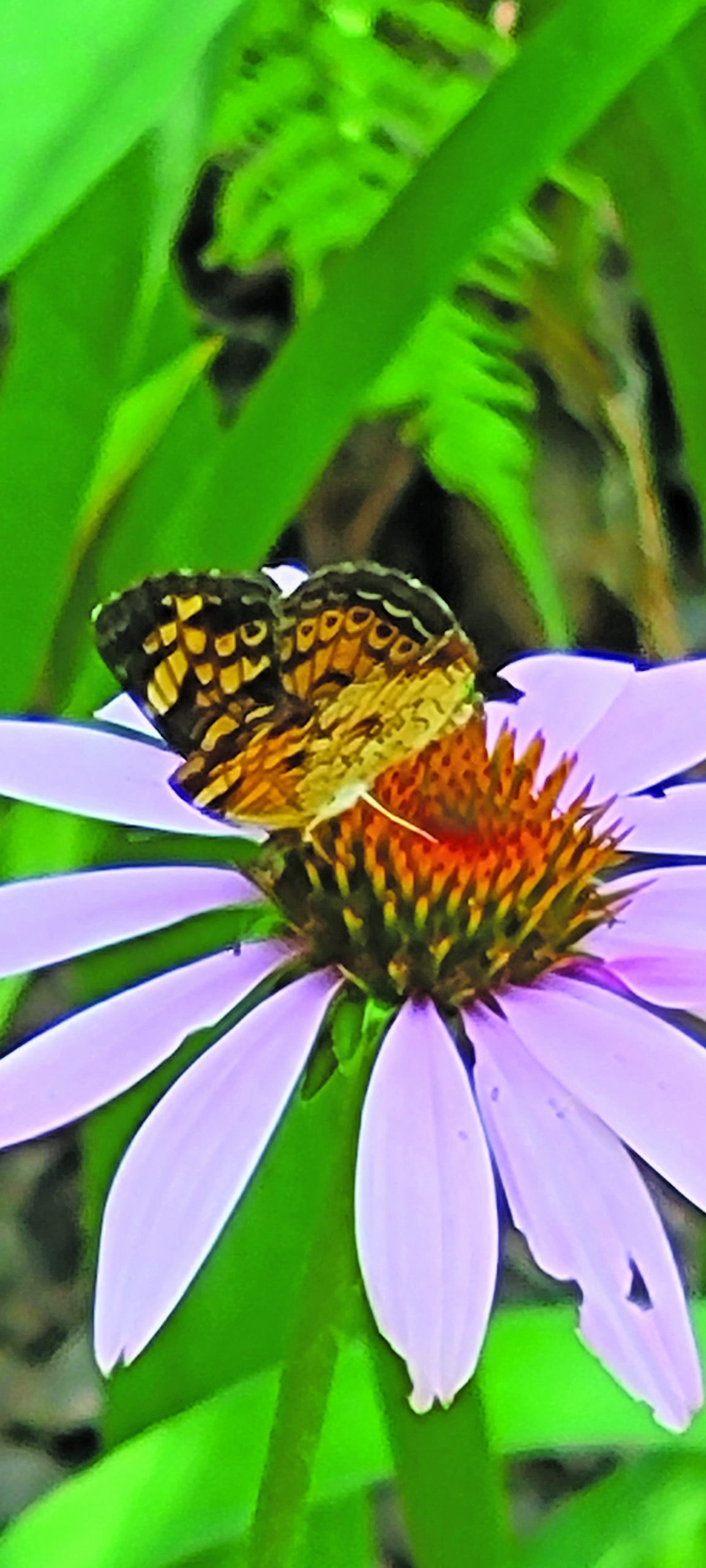 Wings, petals, and more - Gazette Journal