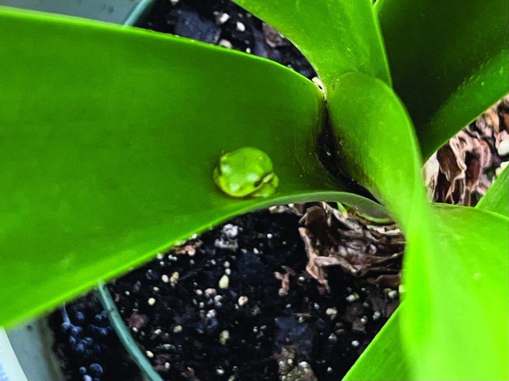 Golden Glow - Gazette Journal