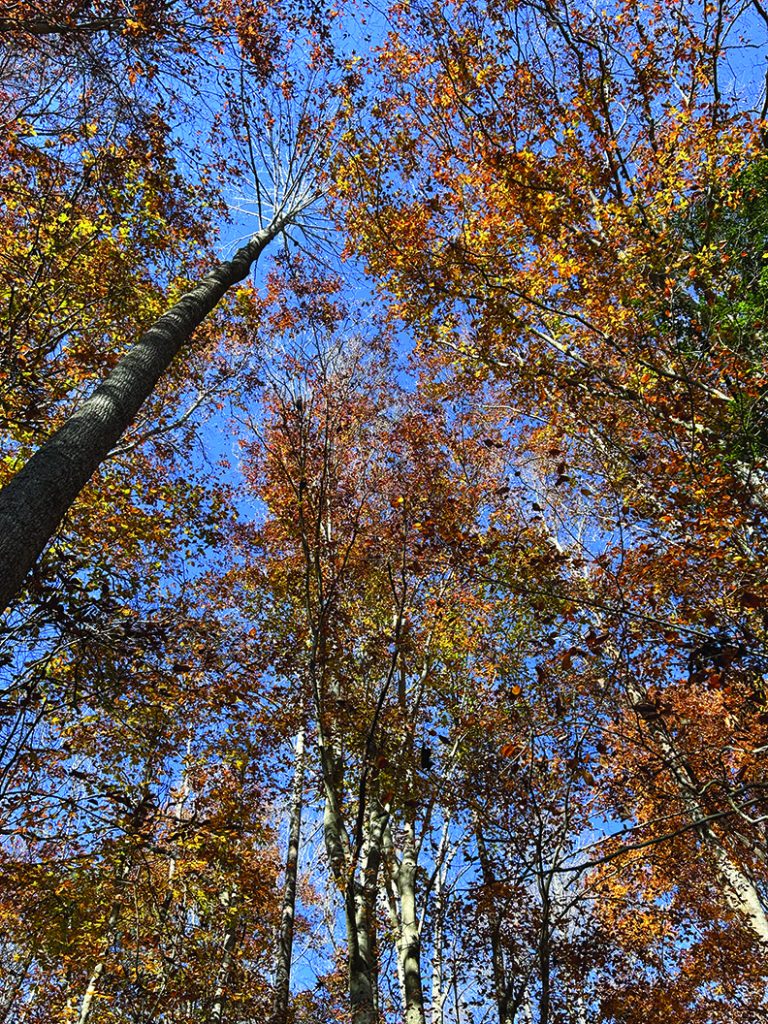 Seeing red…and gold - Gazette Journal