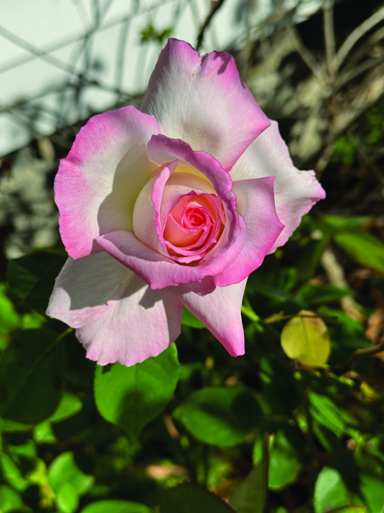 Toward winter - Gazette Journal