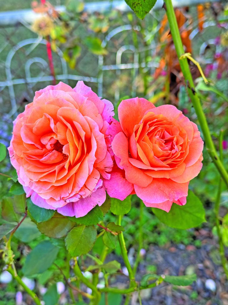 Beautiful colors - Gazette Journal