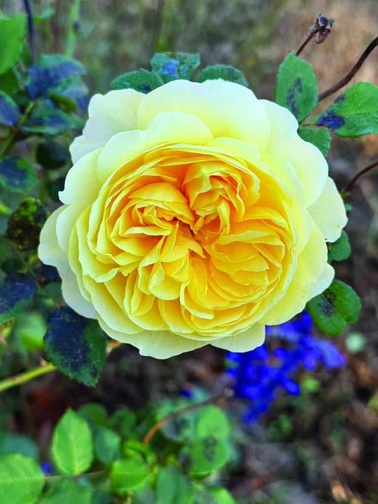 Toward winter - Gazette Journal