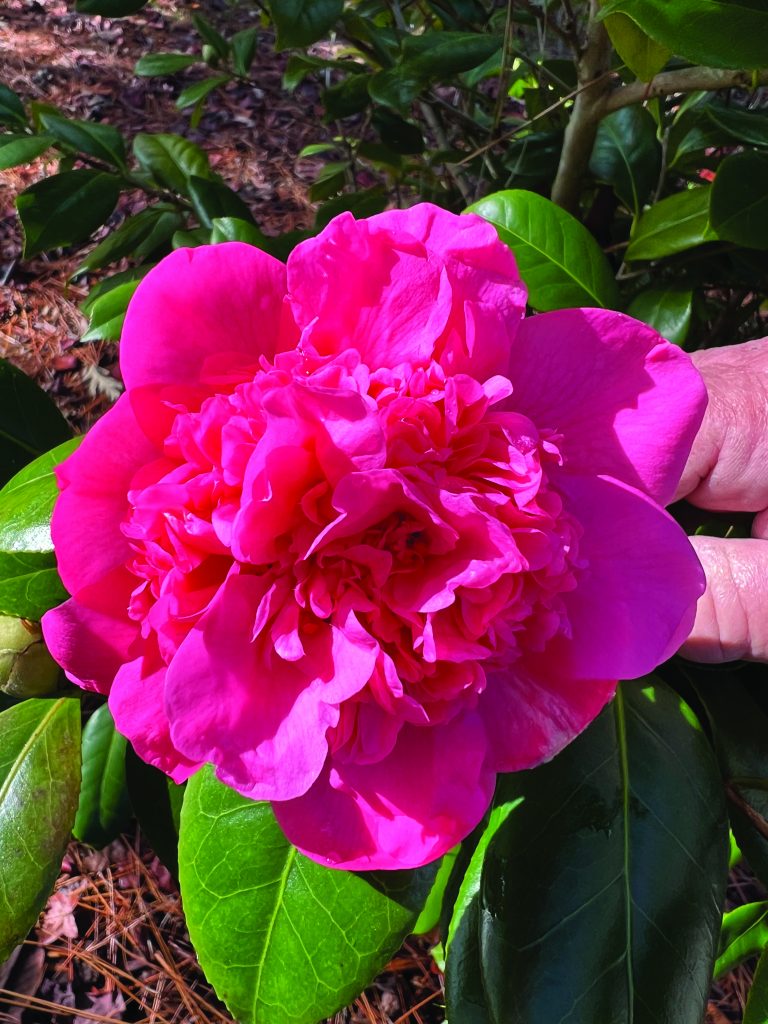 Decor,and more - Gazette Journal