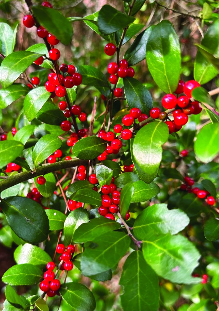 Seasonal sights - Gazette Journal