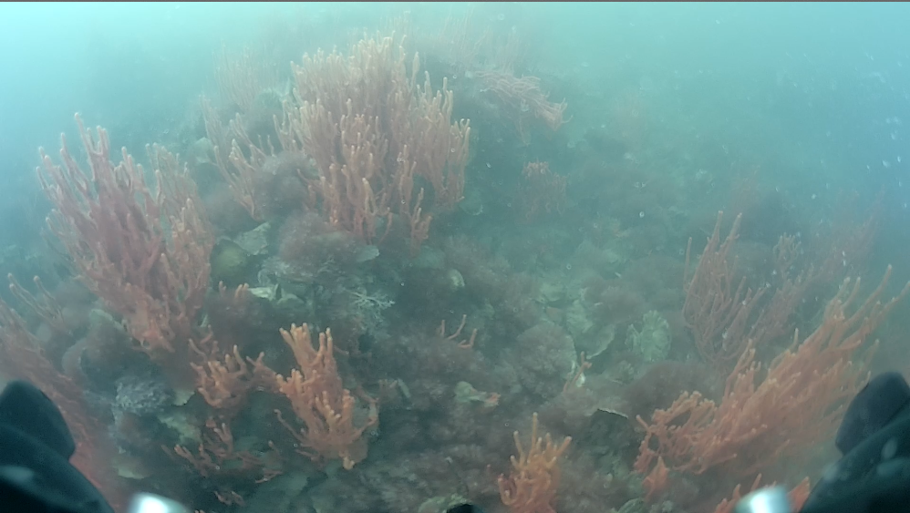 Phase 2 of Army Corps of Engineers’ oyster reef project completed ...