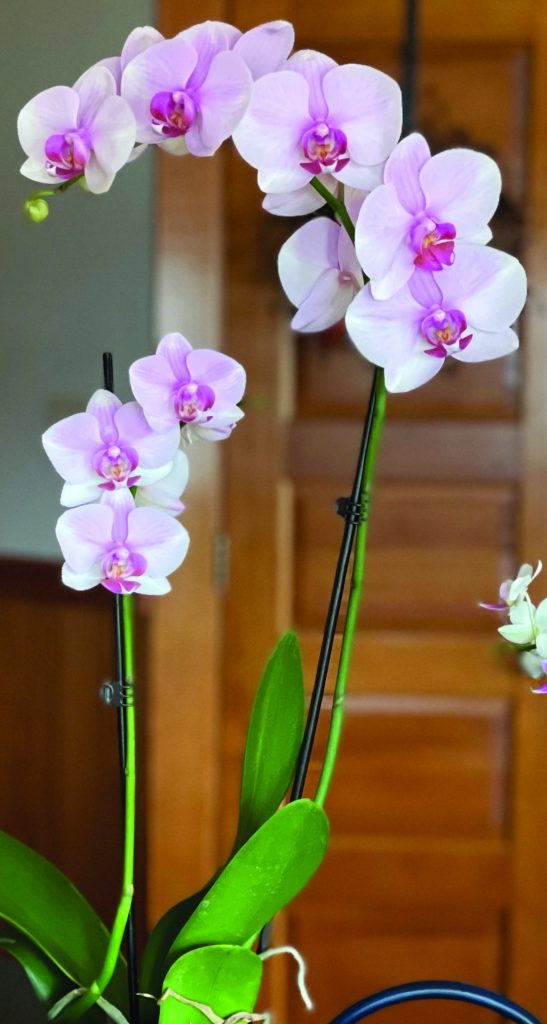 New Year’s medley - Gazette Journal