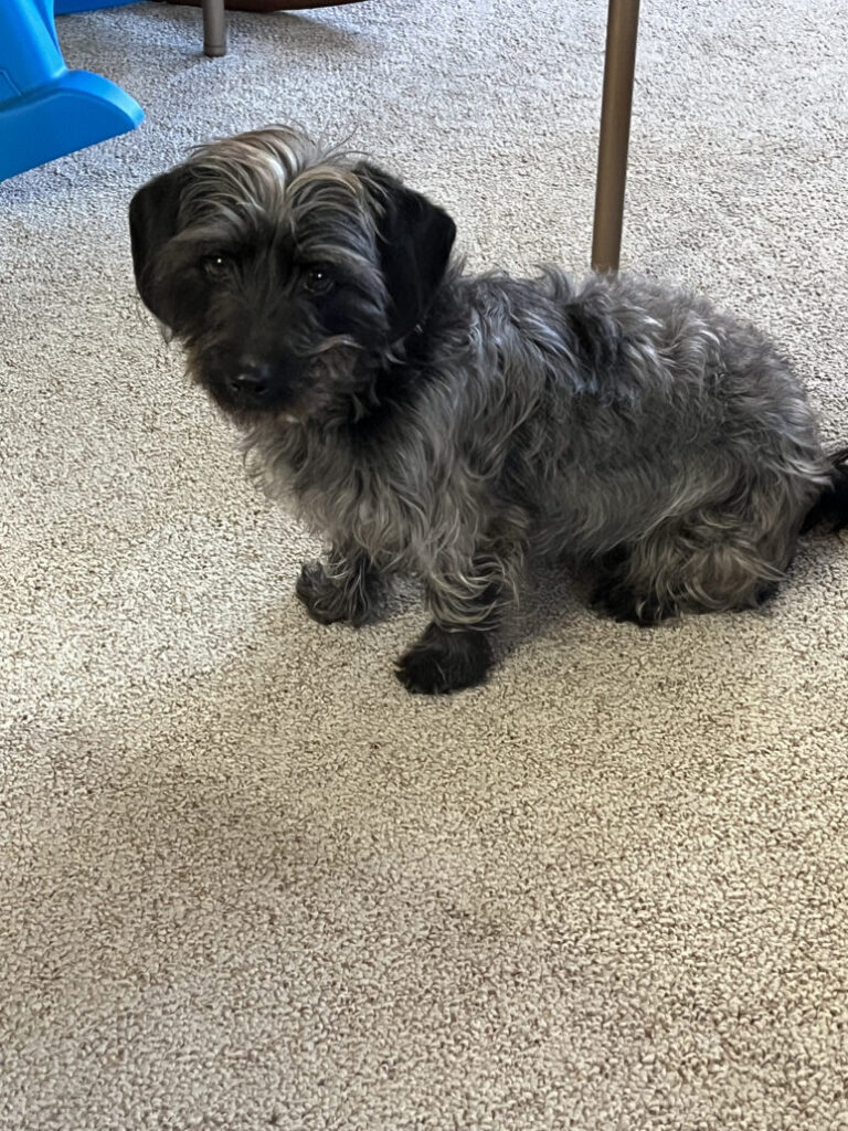 Meet the wonderful friends of our readers - Gazette Journal