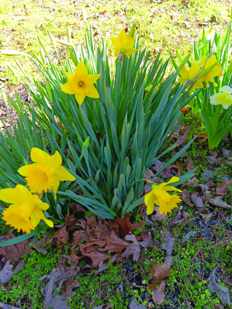 Early arrivals - Gazette Journal