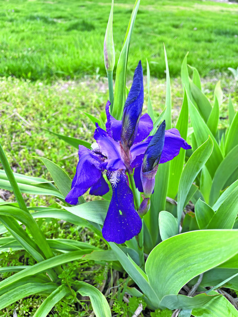 Spring colors - Gazette Journal