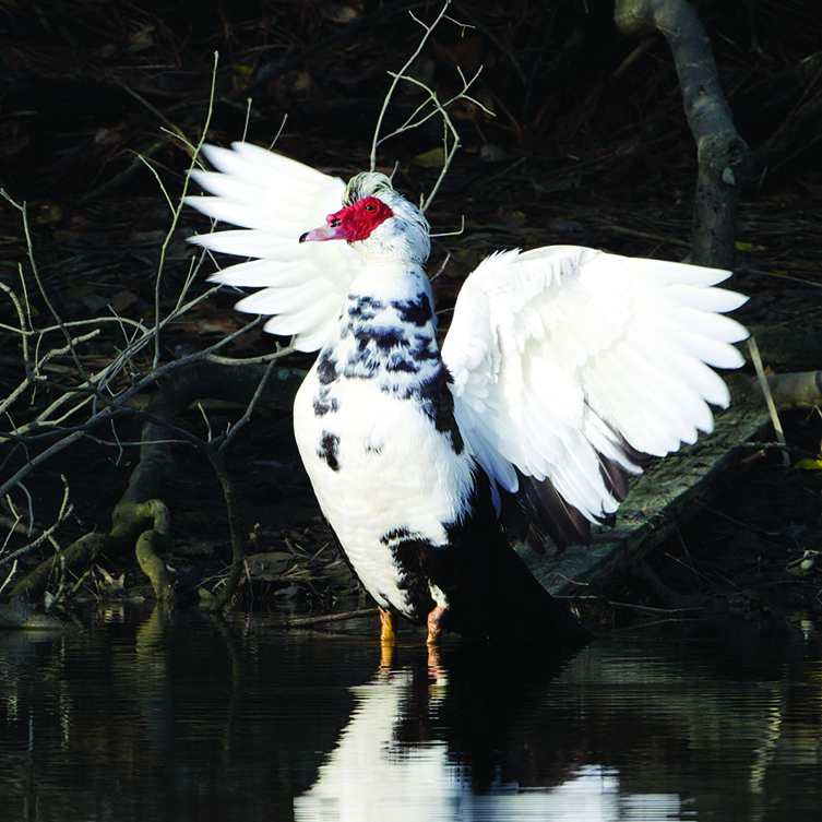 Color explosion - Gazette Journal