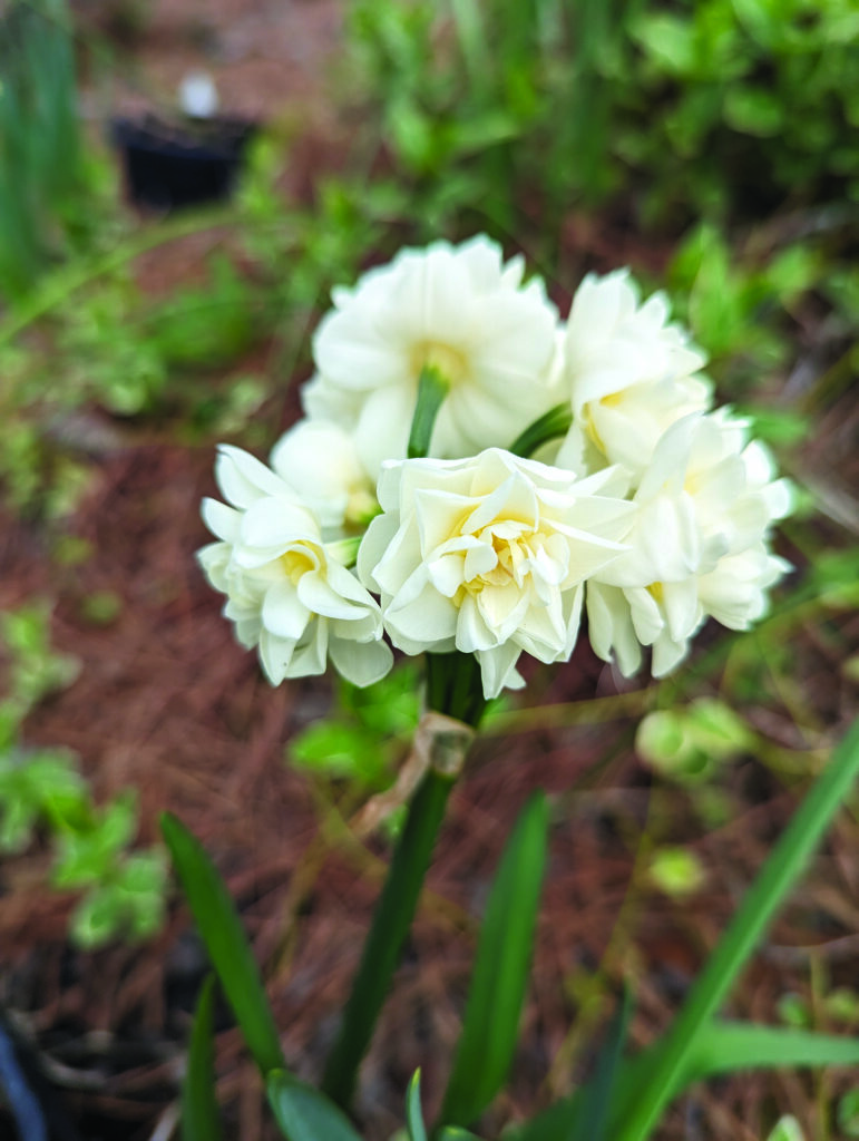 Spring colors - Gazette Journal