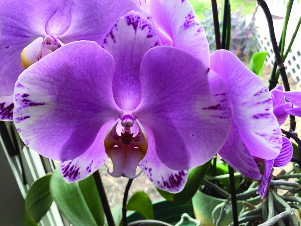 Spring colors - Gazette Journal