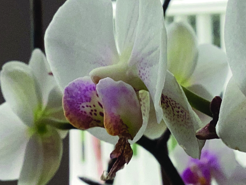 Spring colors - Gazette Journal