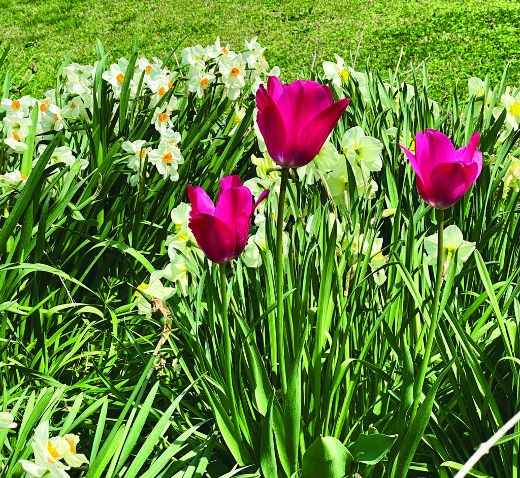 Color explosion - Gazette Journal