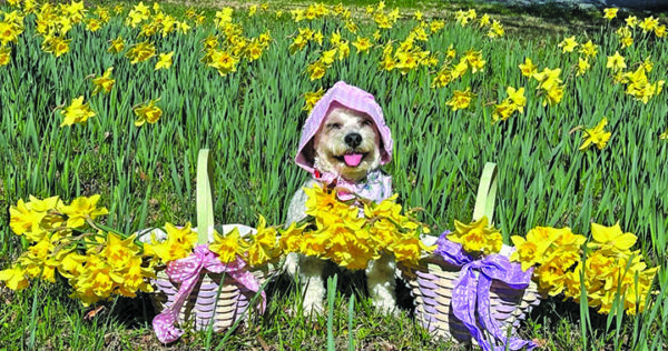 Decked-out Dexter - Gazette Journal