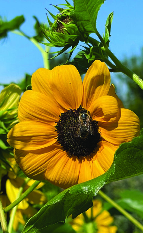 Survivors - Gazette Journal