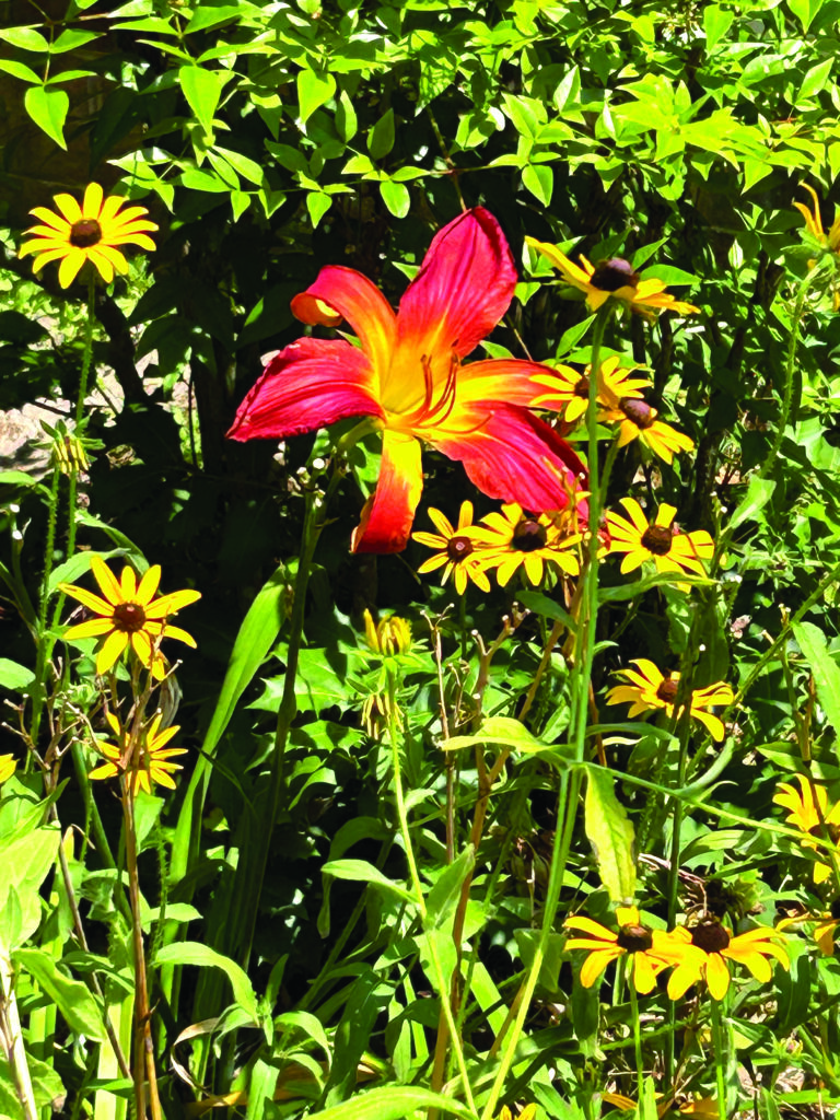 Survivors - Gazette Journal