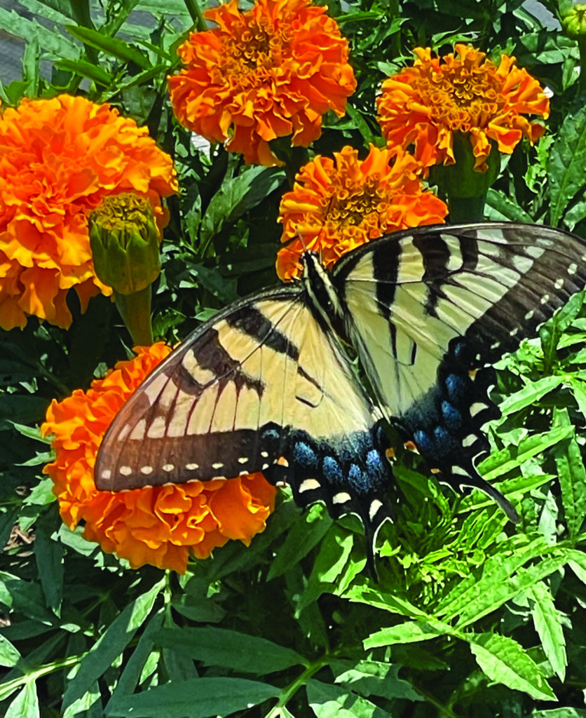 Grateful pollinators - Gazette Journal