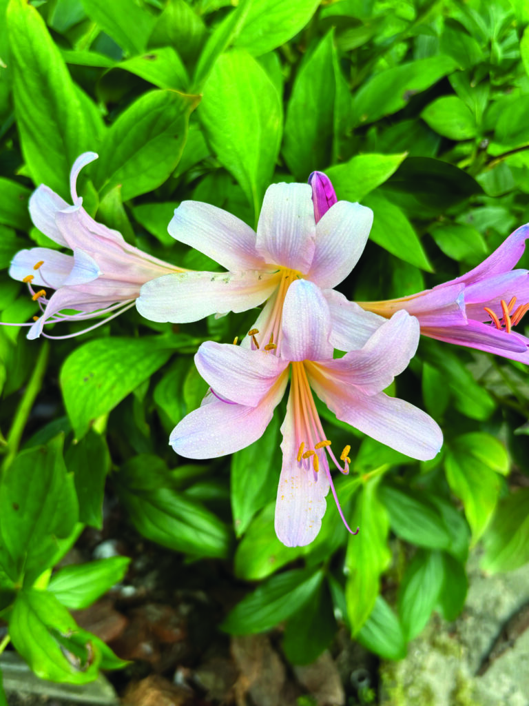 Flora and fauna - Gazette Journal