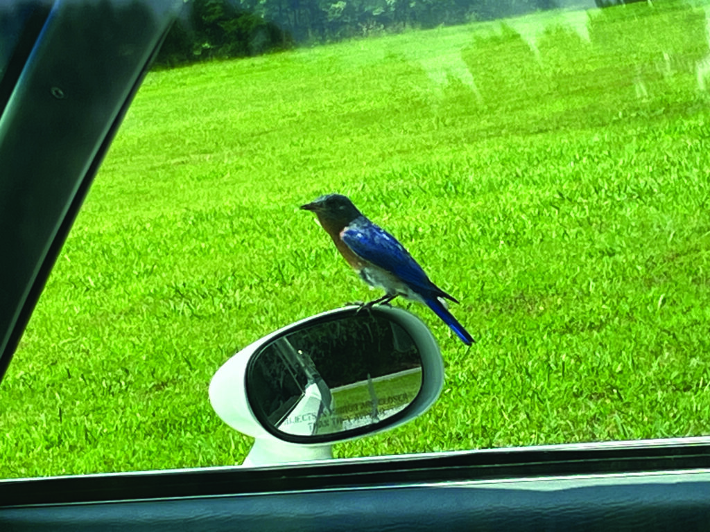 “I’m so pretty!” - Gazette Journal