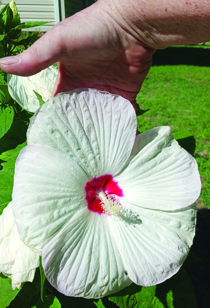 Grateful pollinators - Gazette Journal