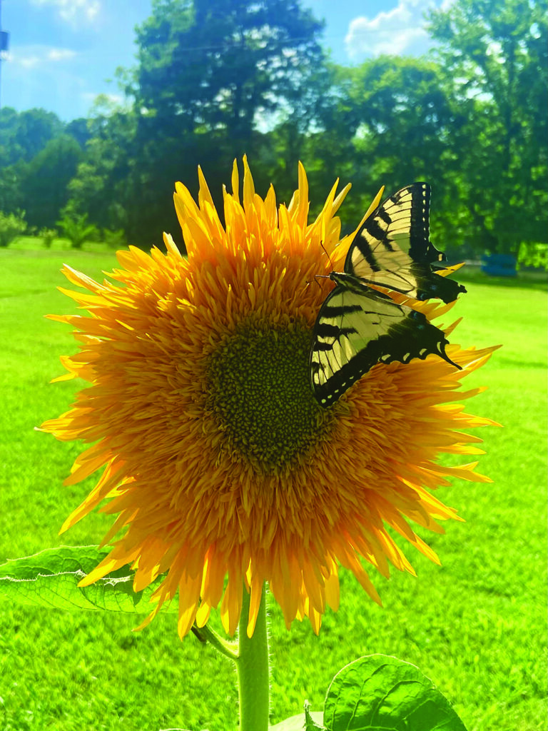 Grateful pollinators - Gazette Journal