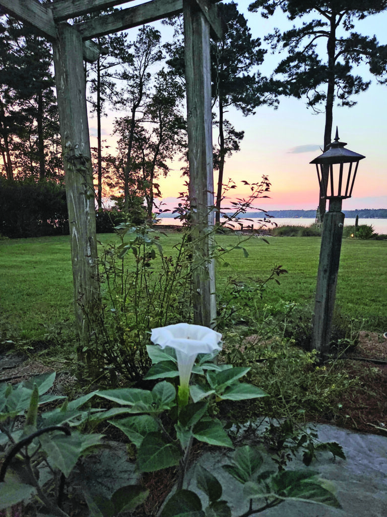 Grateful pollinators - Gazette Journal