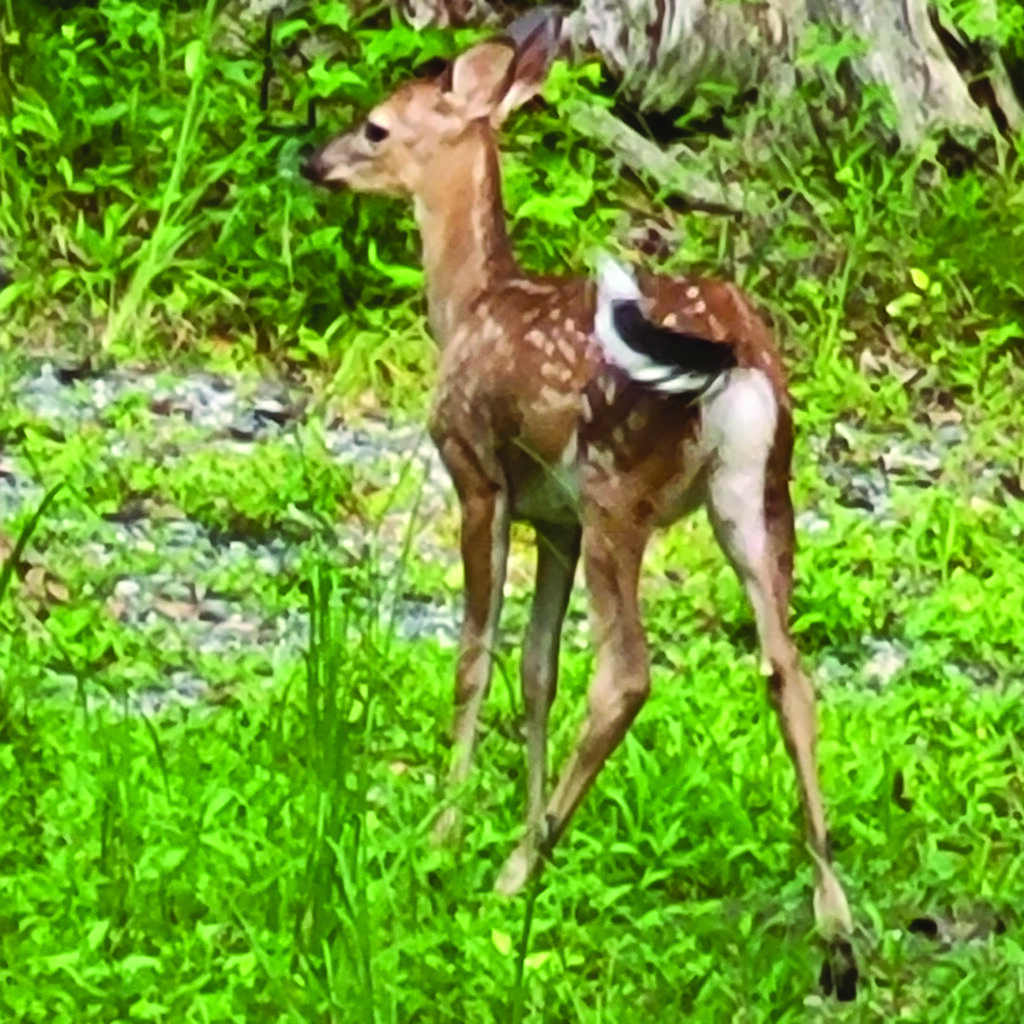 Big and bold - Gazette Journal