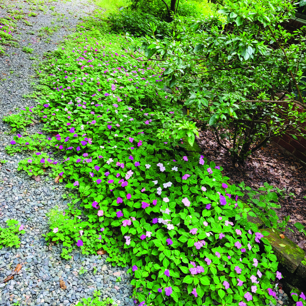 Big and bold - Gazette Journal