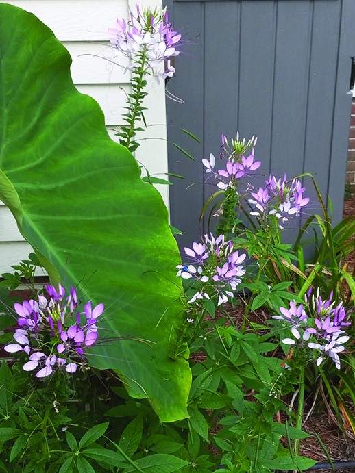 Summer beauties - Gazette Journal