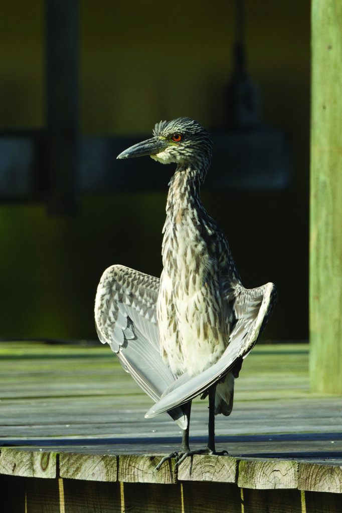 Flying into September - Gazette Journal