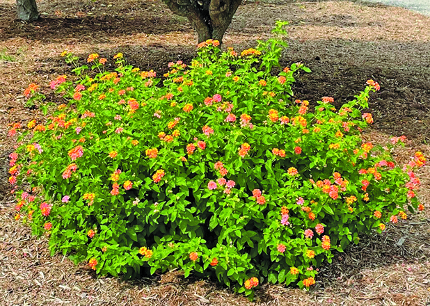 All living things - Gazette Journal