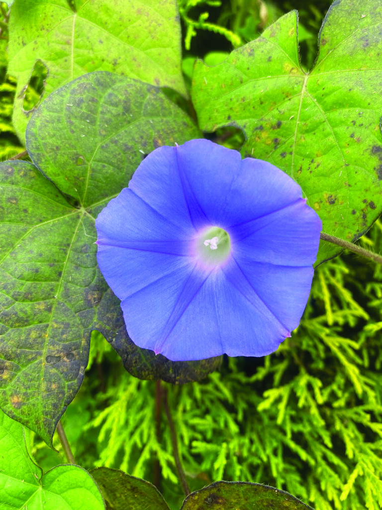 All living things - Gazette Journal