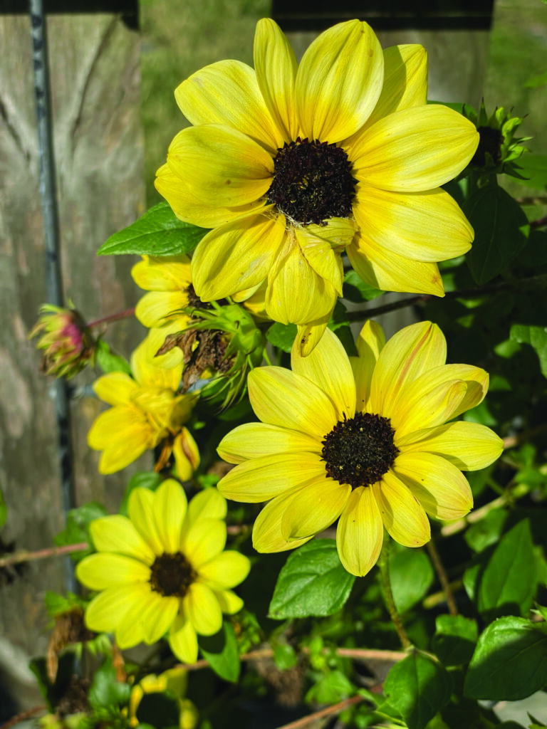 All colors - Gazette Journal