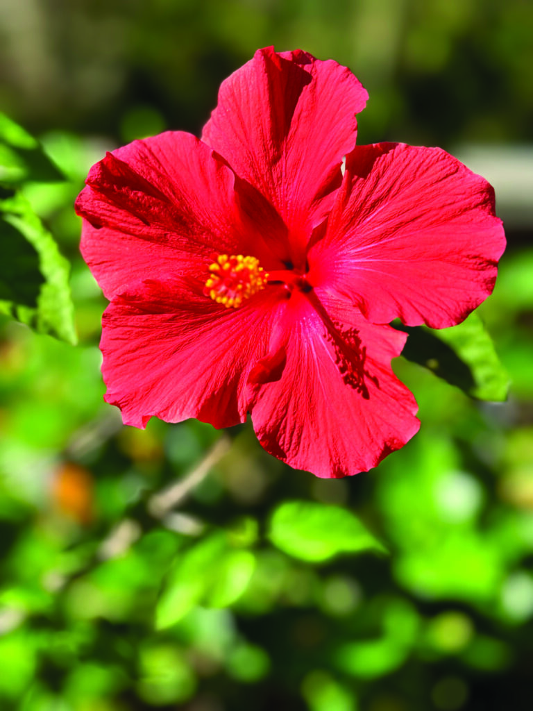 All colors - Gazette Journal