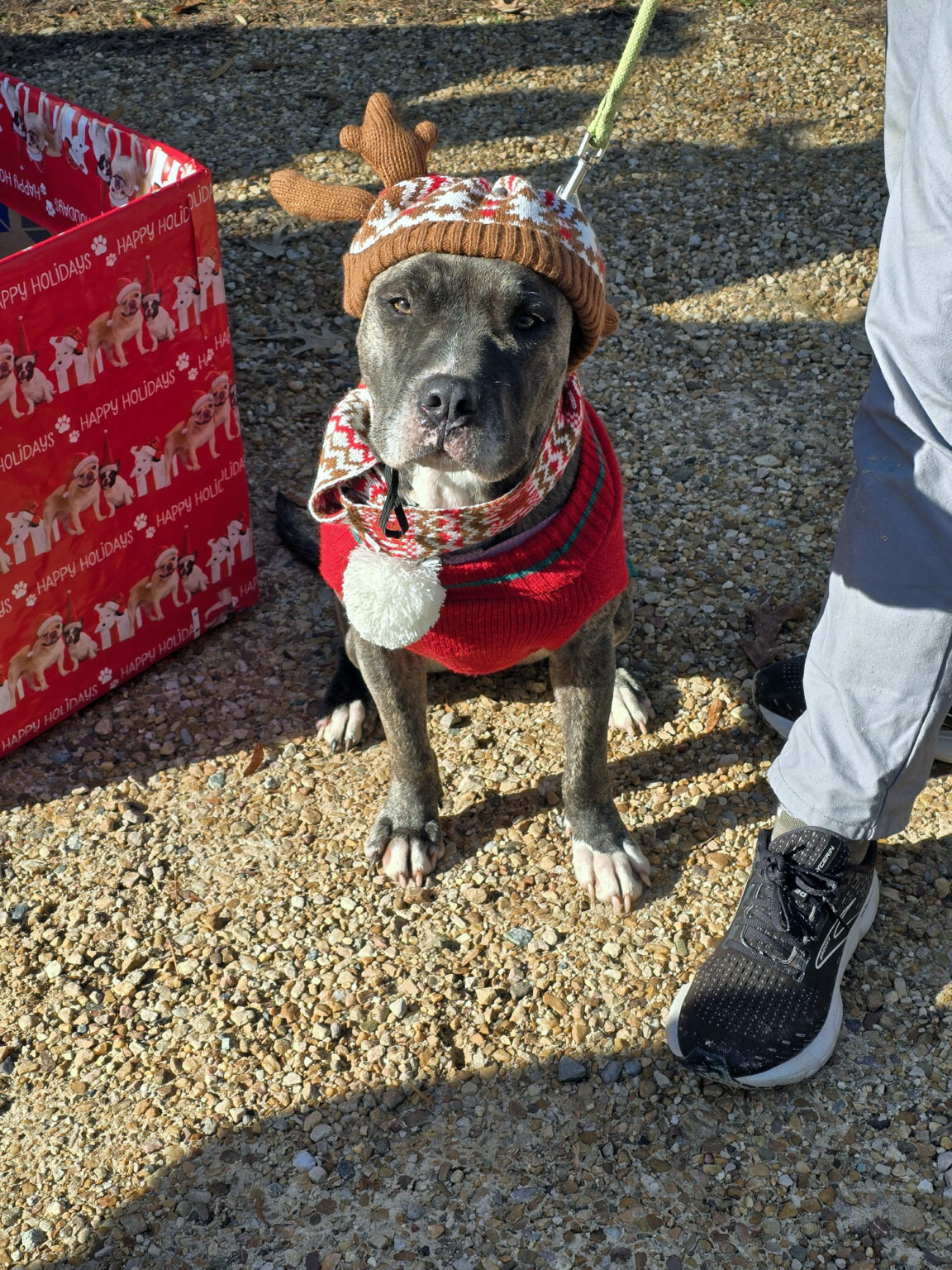 Friends of Animal Control seeks to help dogs in need - Gazette Journal