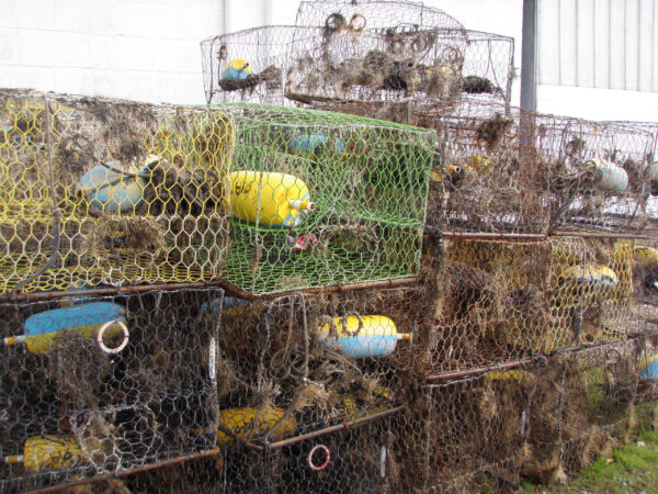 VIMS awards $1.4M to National Fishing Trap Removal program - Gazette Journal