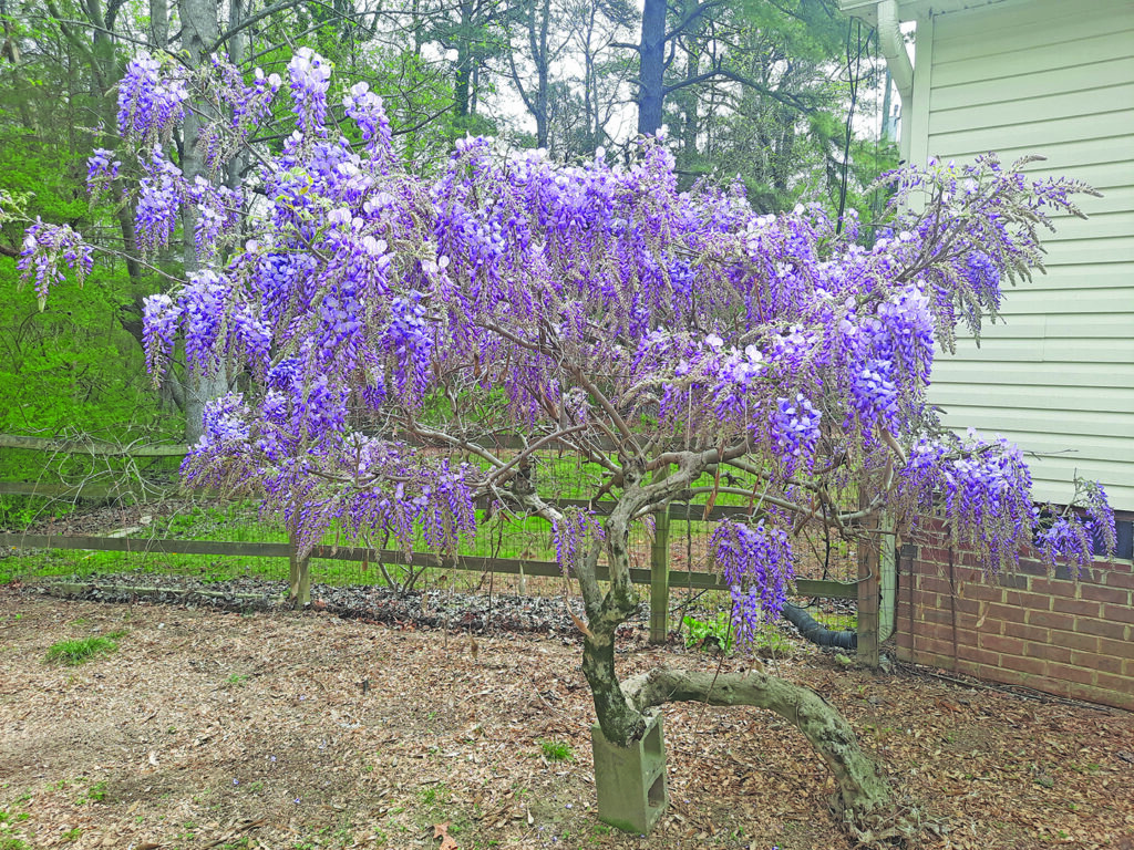 Joyous spring - Gazette Journal