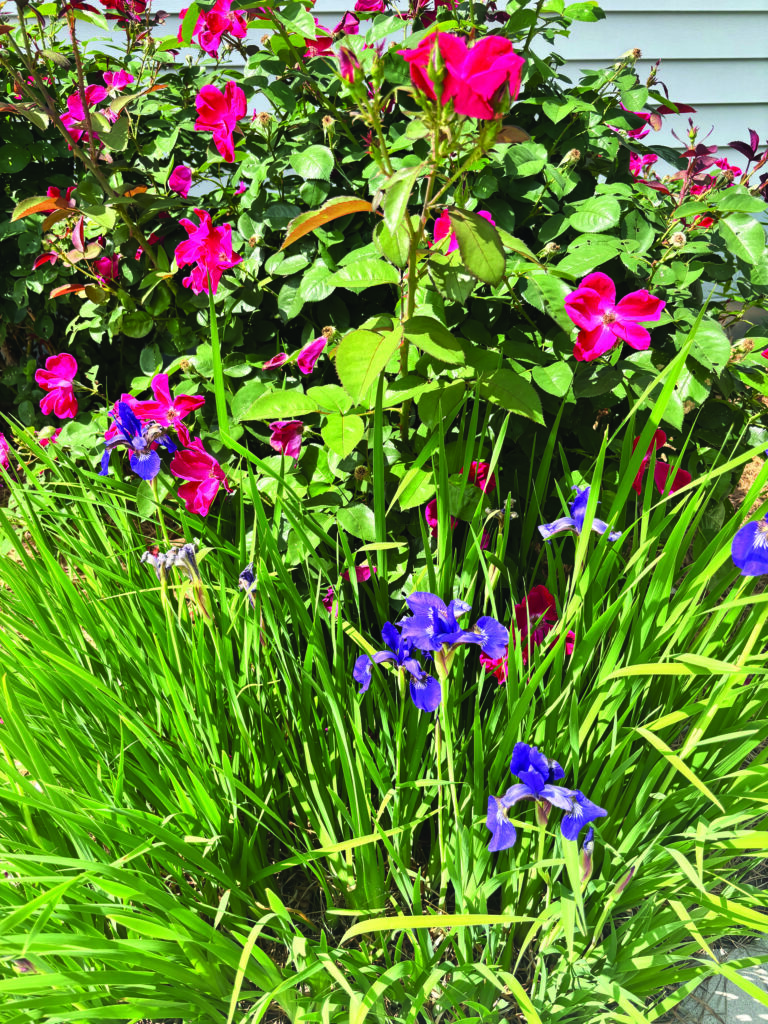 Nature sings - Gazette Journal