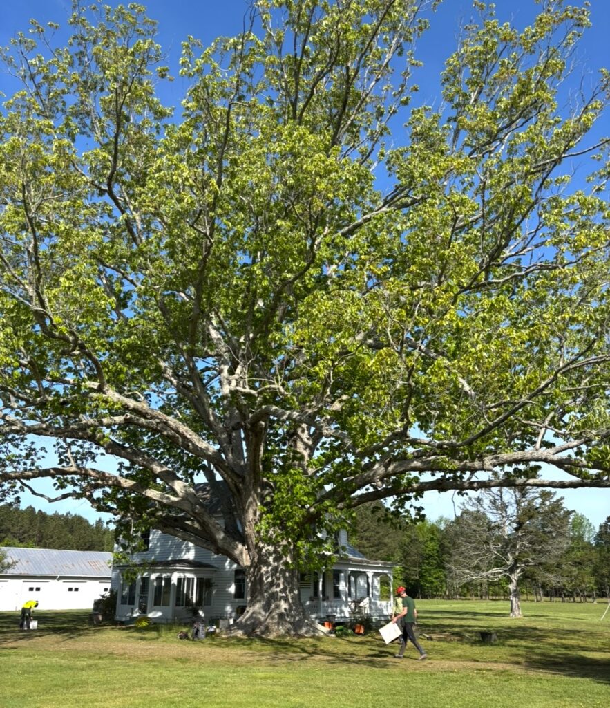 140-year-old oak tree preserved by Onemo couple - Gazette Journal