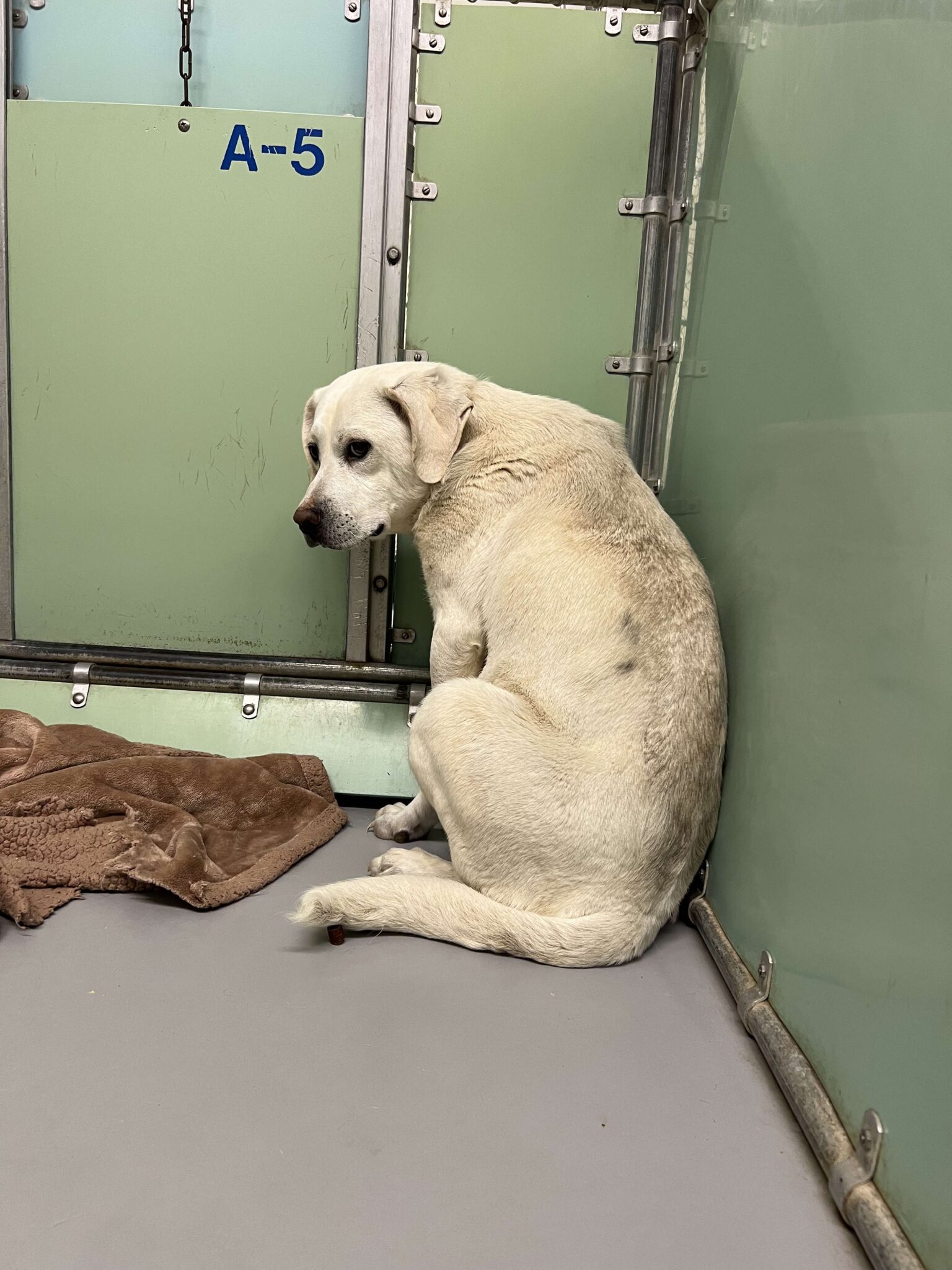 87 animals seized by Gloucester Animal Control - Gazette Journal