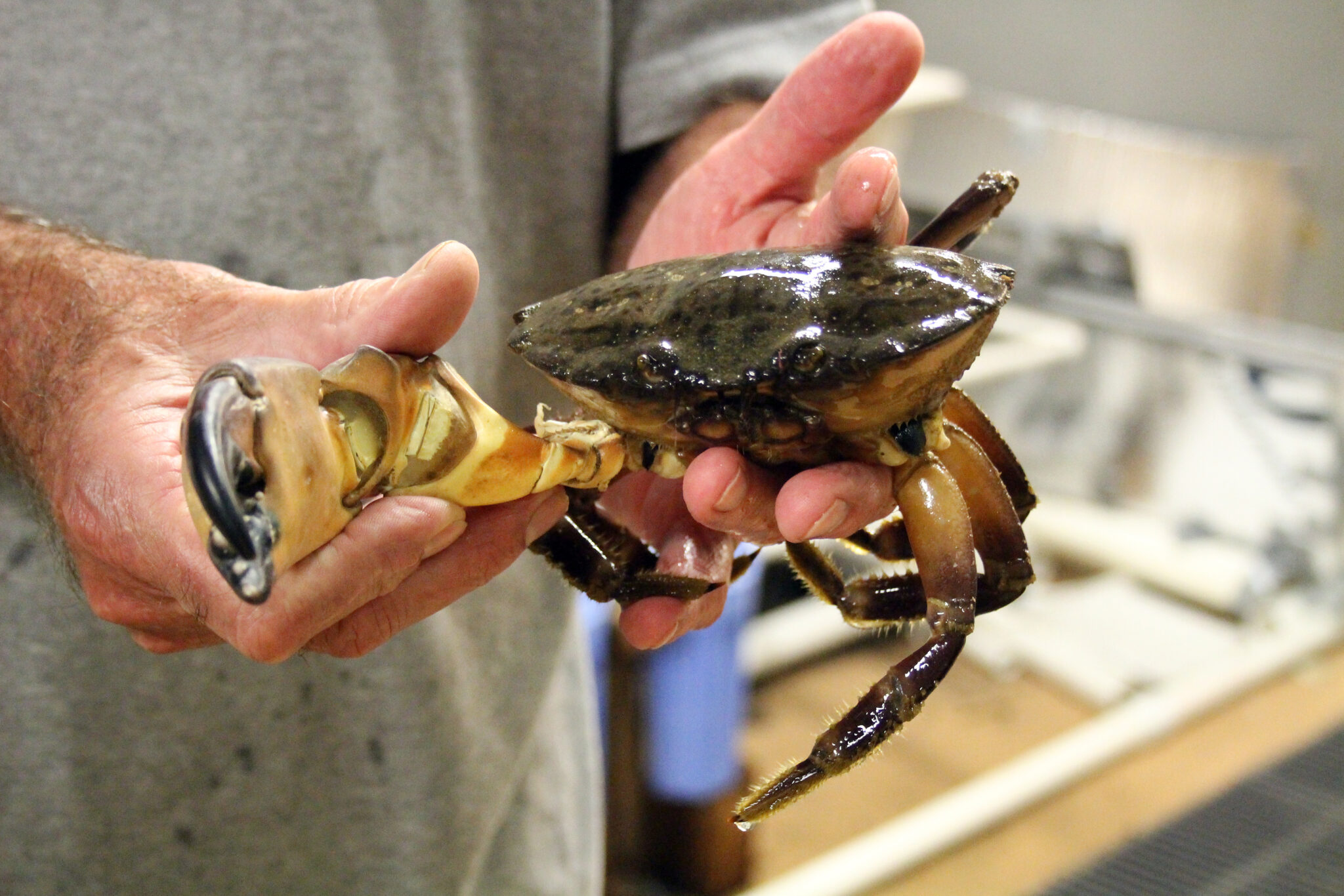 VIMS documents first stone crabs in Chesapeake Bay - Gazette Journal