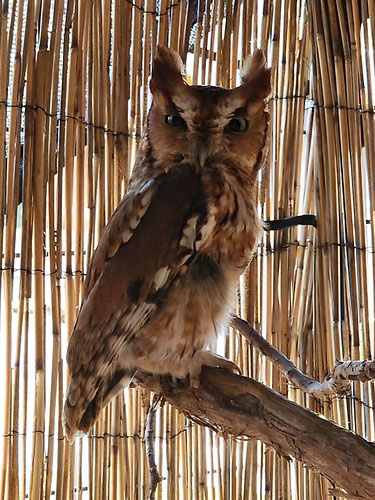 Eastern screech owl now flying free - Gazette Journal
