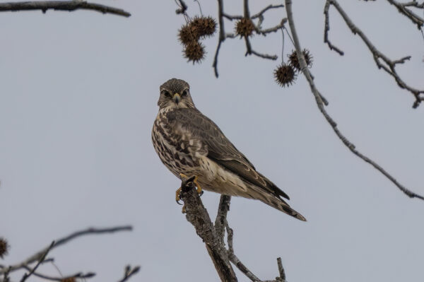5,616 birds spotted in Middle Peninsula Count - Gazette Journal