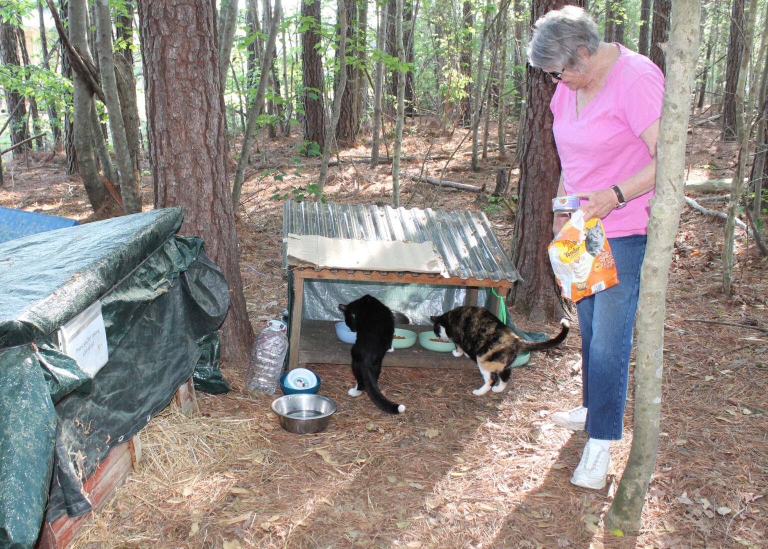 Volunteers work to address feral cat issue in area - Gazette Journal